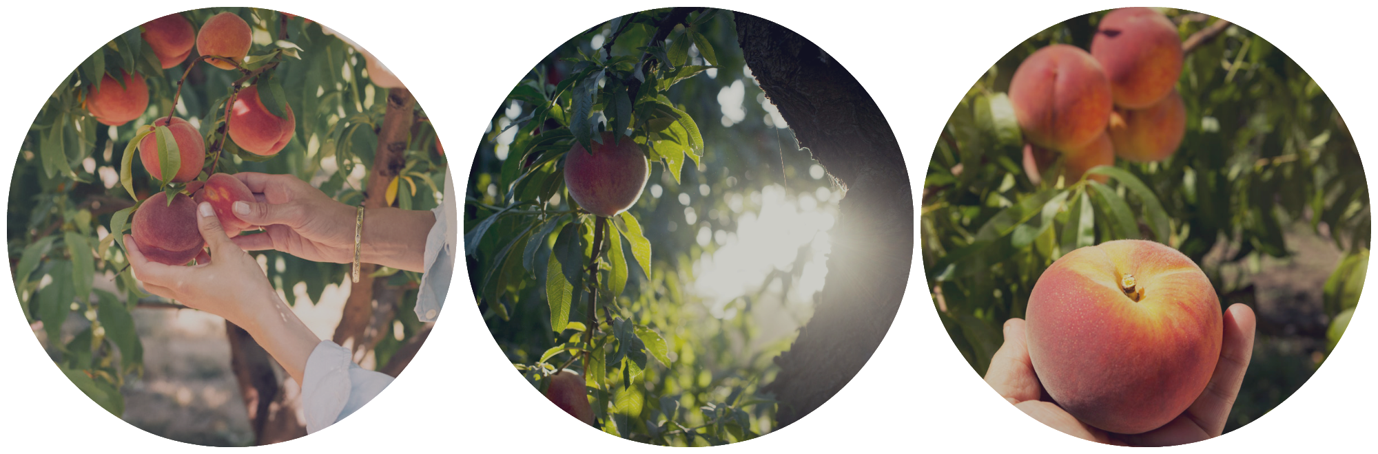 Xi Wangmu – La Sciamana Regina Madre dell’Ovest – Figlie della Madre